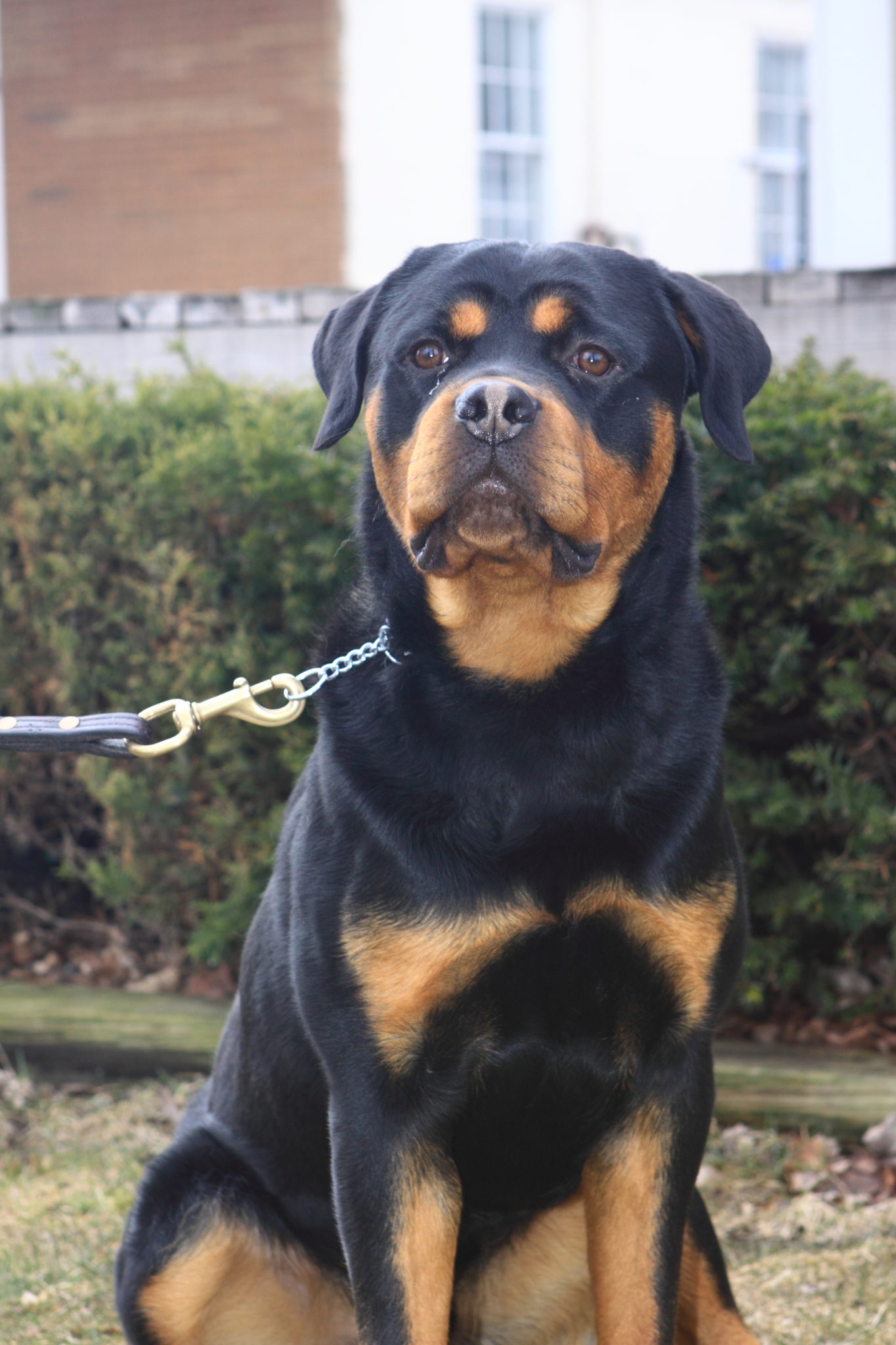 ROMEO: BIG, HANDSOME, MALE ROTTWEILER – Man's Best Friend