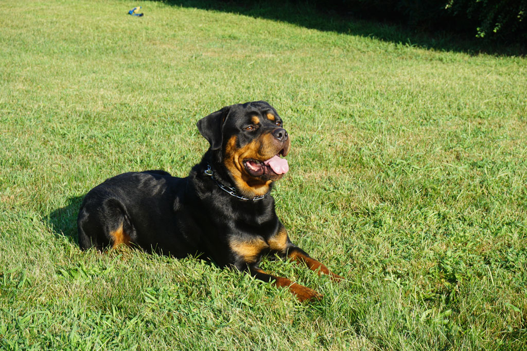ROMEO: BIG, HANDSOME, MALE ROTTWEILER – Man's Best Friend