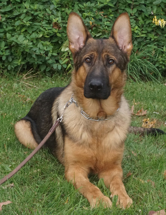 ADONTE: YEAR OLD, CANADIAN GERMAN SHEPHERD – Man's Best Friend