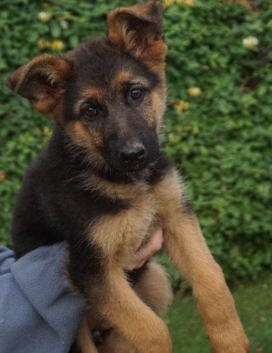 Elsa: Czech Import Female German Shepherd – Man's Best Friend