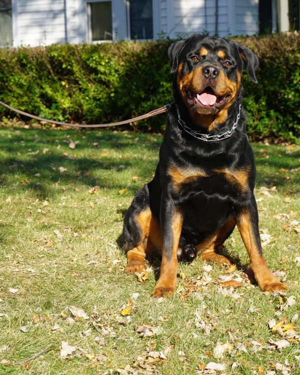 ROMEO: BIG, HANDSOME, MALE ROTTWEILER - Man's Best Friend