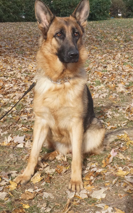 ANGIE: BEAUTIFUL FEMALE GERMAN SHEPHERD – Man's Best Friend