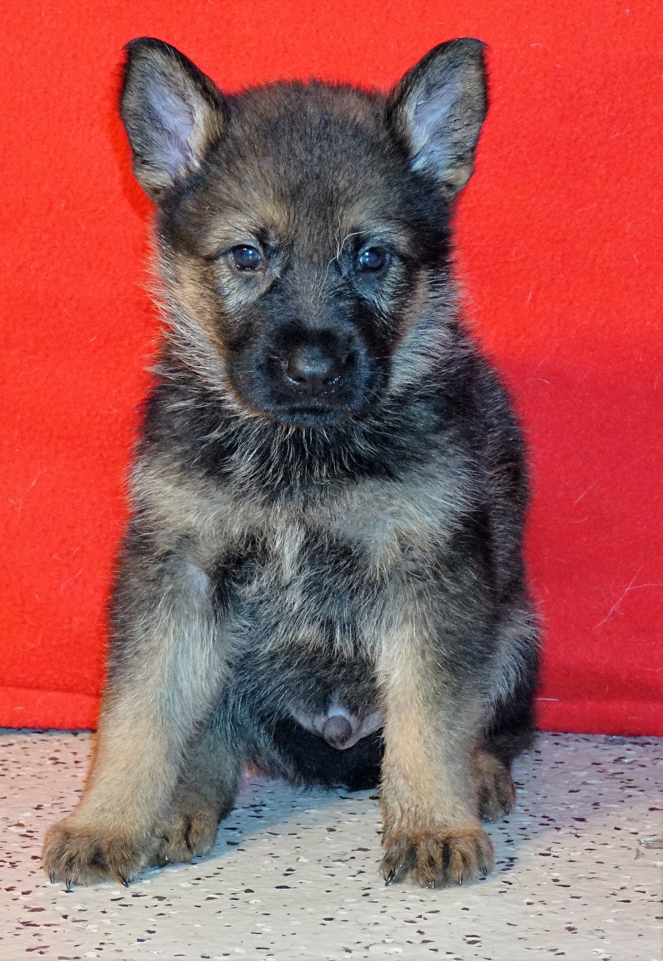 LEGEND: MALE, GERMAN SHEPHERD PUPPY, WE RAISED AND TRAINED FOR SALE ...