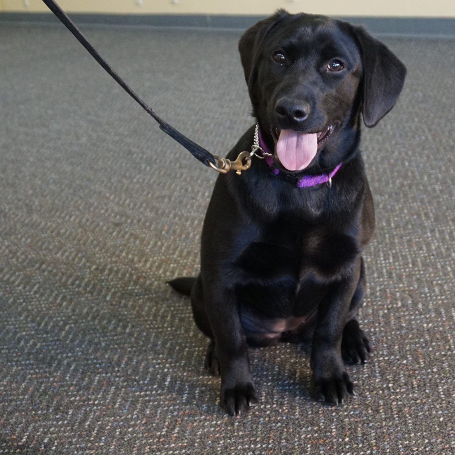Gemma: Female Black Lab – Man's Best Friend