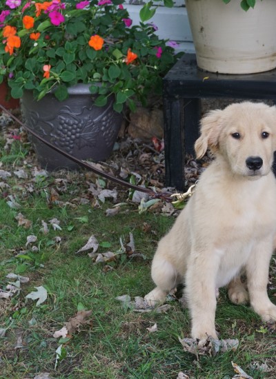 Trained Dogs for Sale - Family Obedience & Protection Dogs