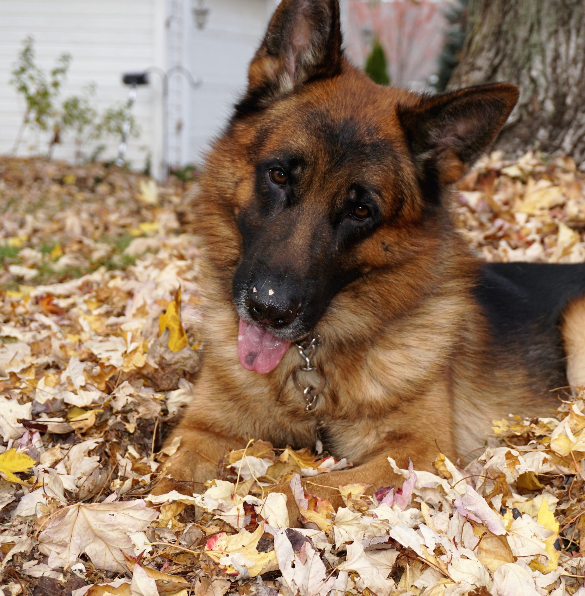 Renzo: German Shepherd Service Dog – Man's Best Friend