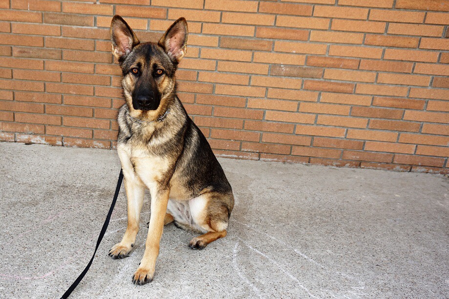 Sadie: Adult, Female, German Shepherd – Man's Best Friend