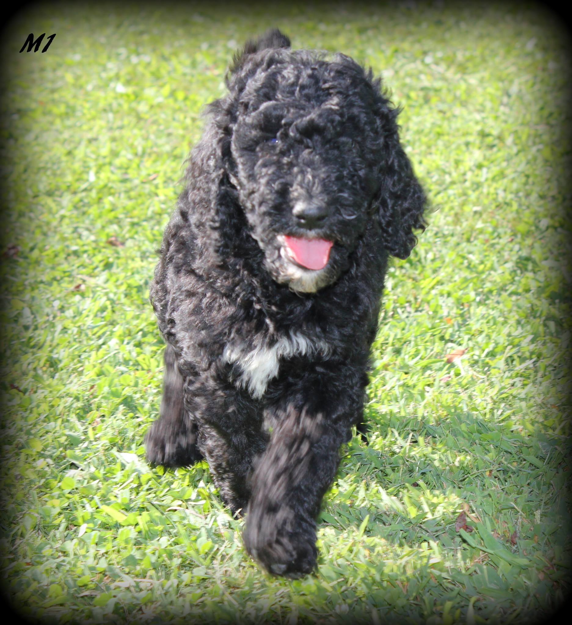 Kramer, Trained Male Standard Poodle Puppy – Man's Best Friend