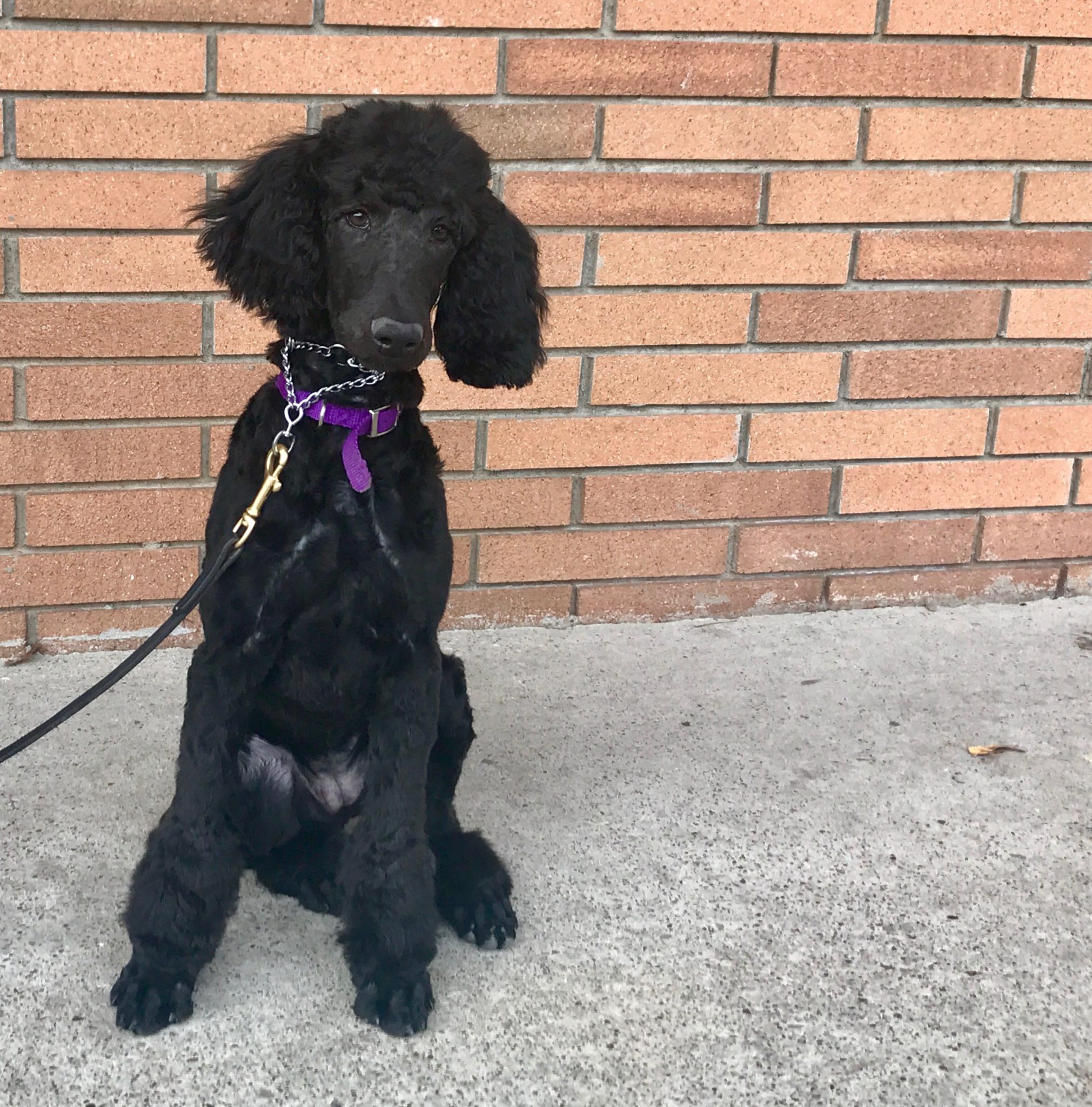 Elaine, Trained Standard Poodle Puppy – Man's Best Friend