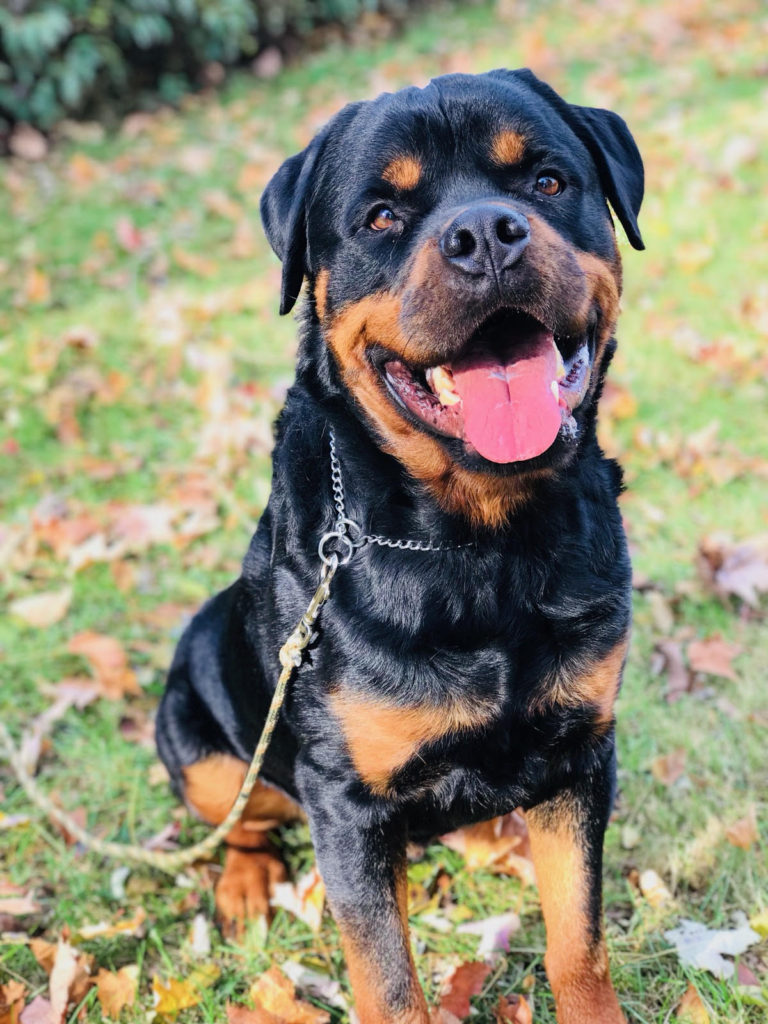 Thor: Male Adult Rottweiler – Man's Best Friend