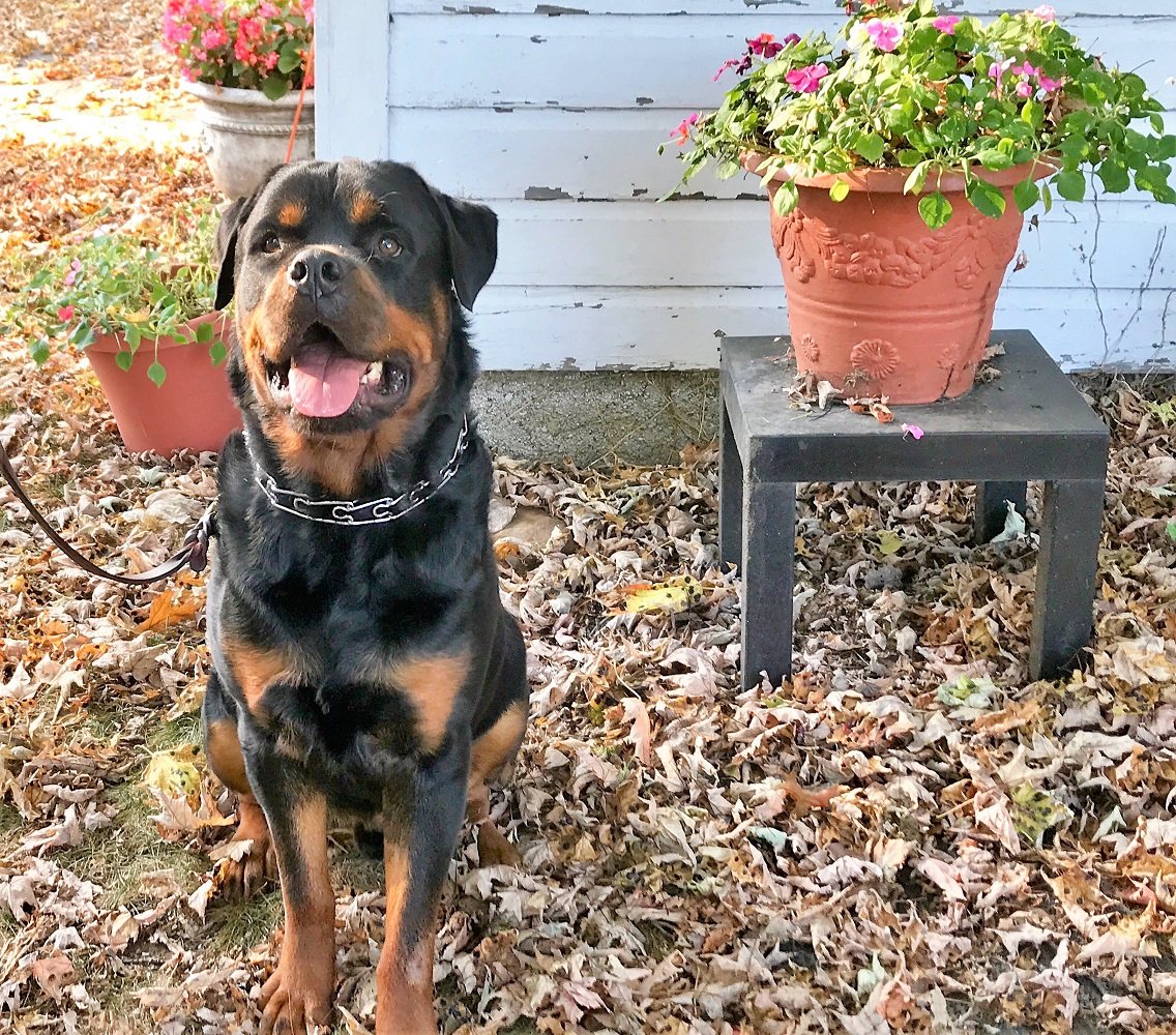 Thor: Male Adult Rottweiler – Man's Best Friend