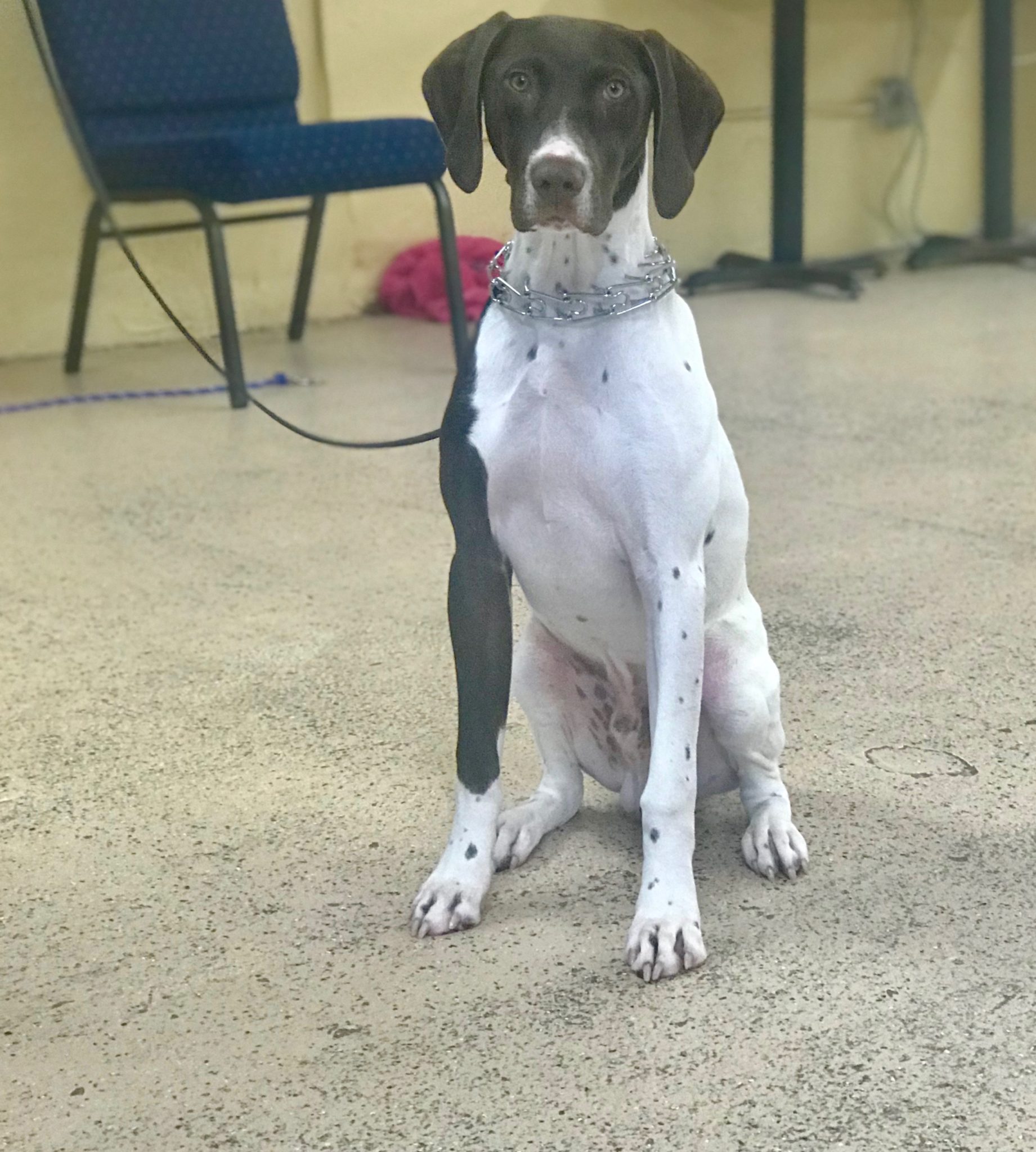 Trained German Shorthaired Pointer For Sale – Man's Best Friend