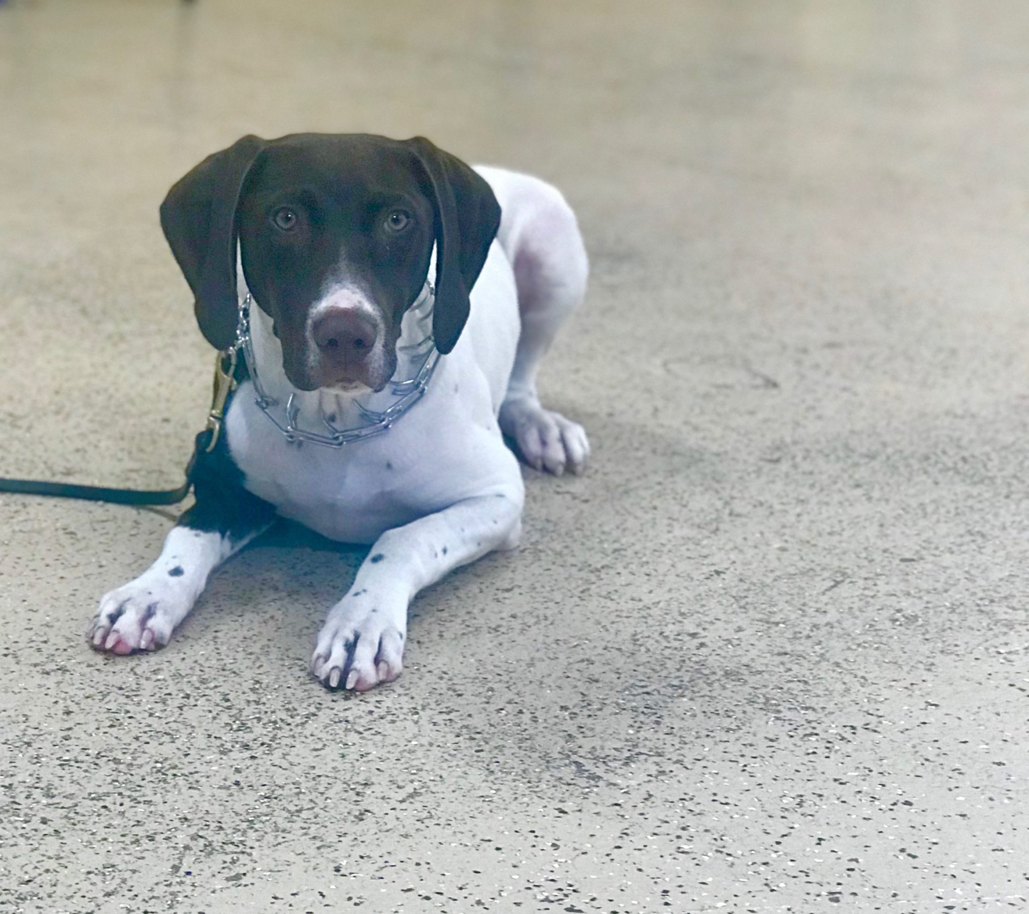 Trained German Shorthaired Pointer For Sale – Man's Best Friend