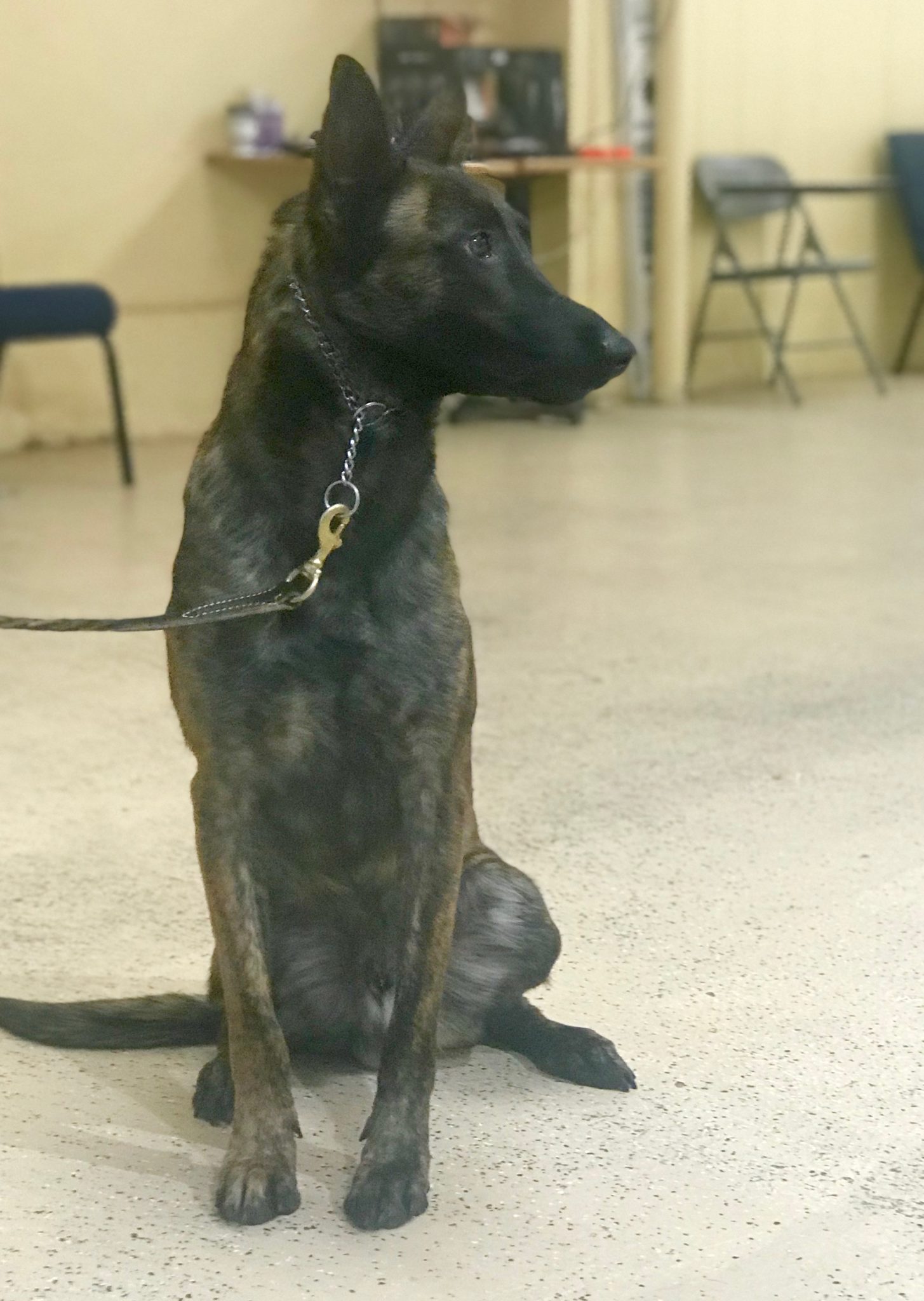 Gordon: Protection Trained Dutch Shepherd – Man's Best Friend