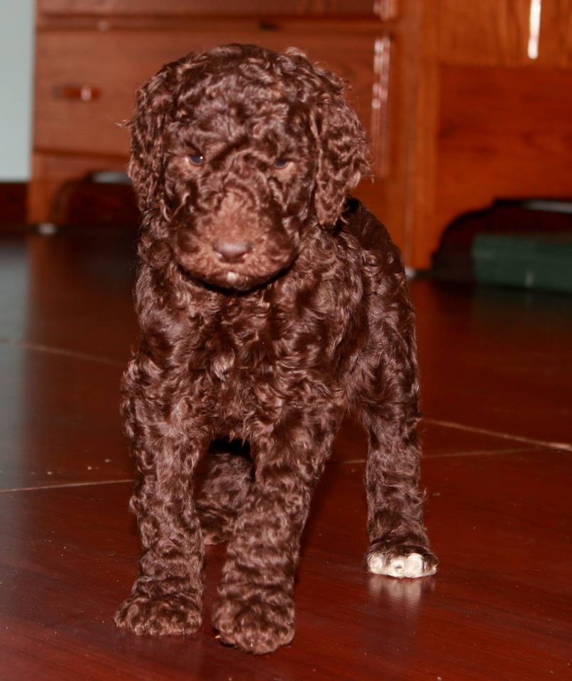 Trained, Chocolate, Standard Poodle Puppy For Sale – Man's Best Friend