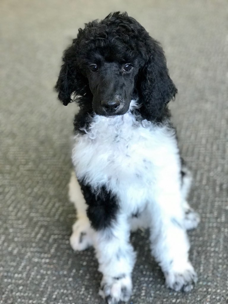 Black and White Party Colored, AKC, Standard Poodle Puppy – Man's Best ...