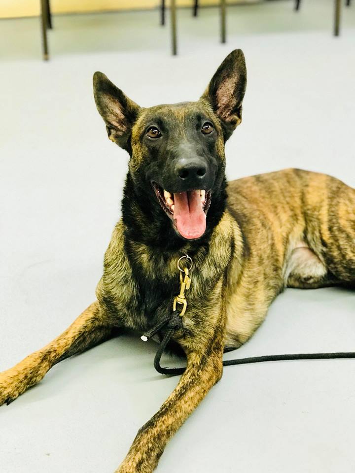 Gordon: Protection Trained Dutch Shepherd – Man's Best Friend