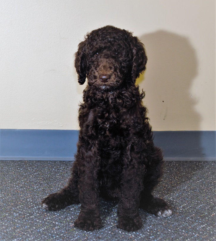 Trained, Chocolate, Standard Poodle Puppy For Sale – Man's Best Friend