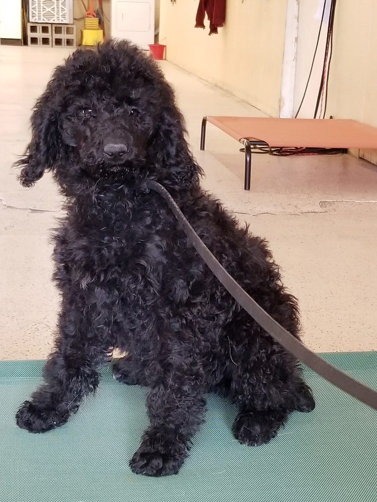 Trained Black Standard Poodle Puppy – Man's Best Friend
