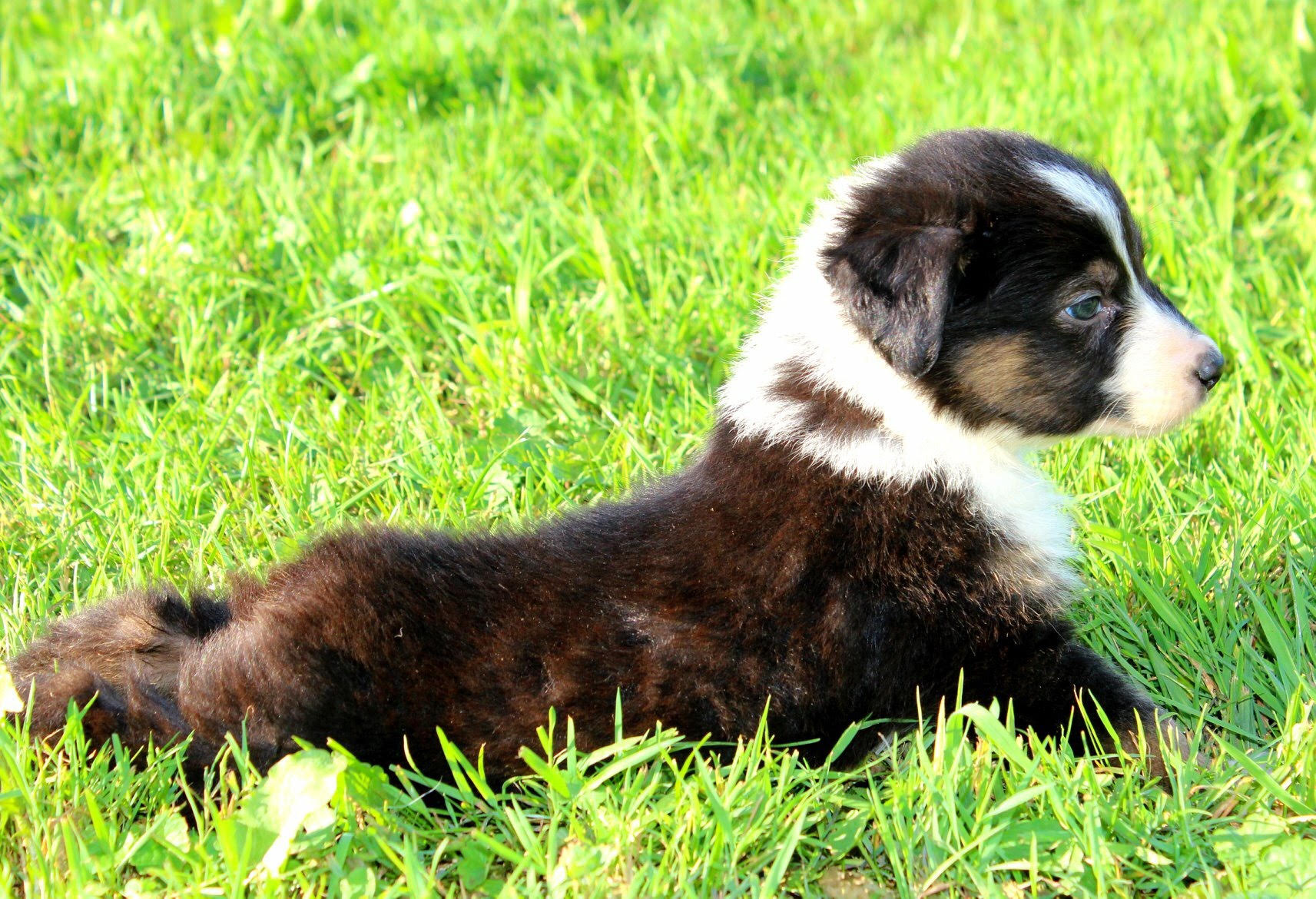 Bronson: Male, Aussie Puppy – Man's Best Friend