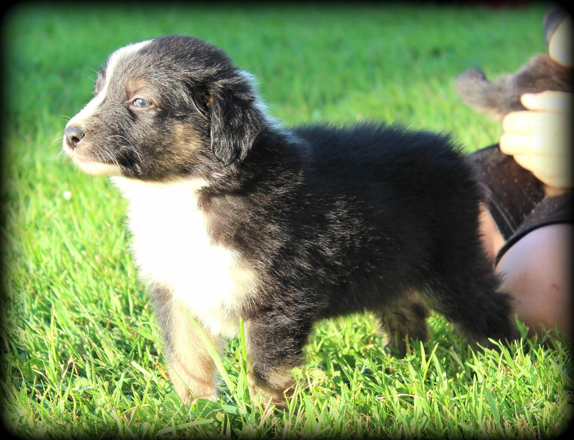 Bronson: Male, Aussie Puppy – Man's Best Friend