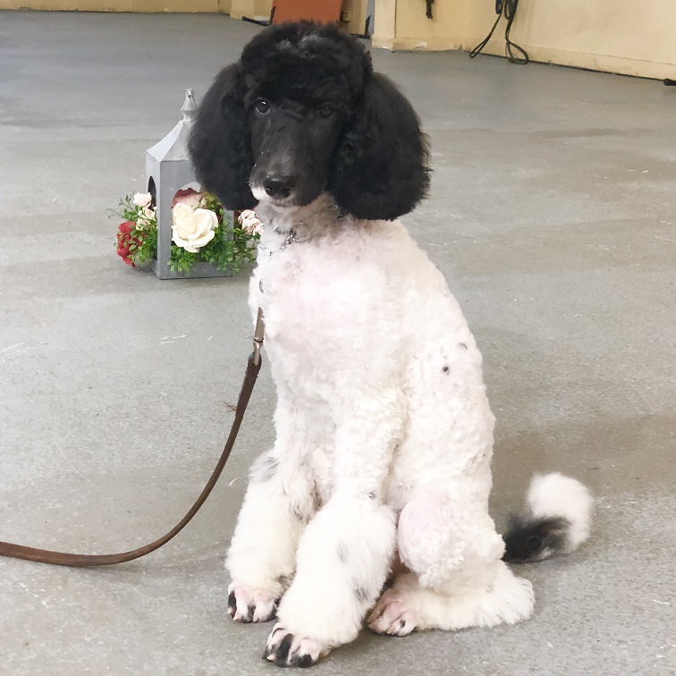 Trained Female Standard Poodle Puppy – Man's Best Friend