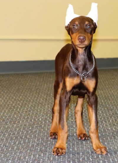 Trained Dogs for Sale - Family Obedience & Protection Dogs