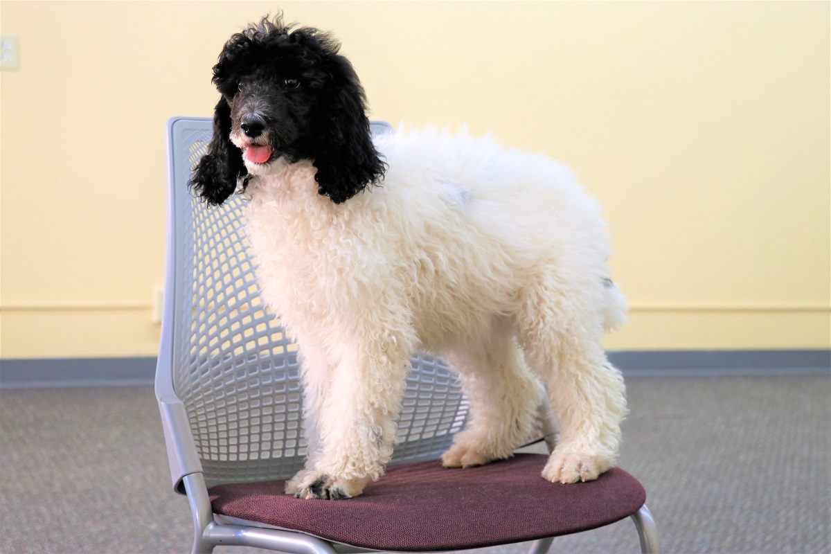 Trained Female Standard Poodle Puppy – Man's Best Friend