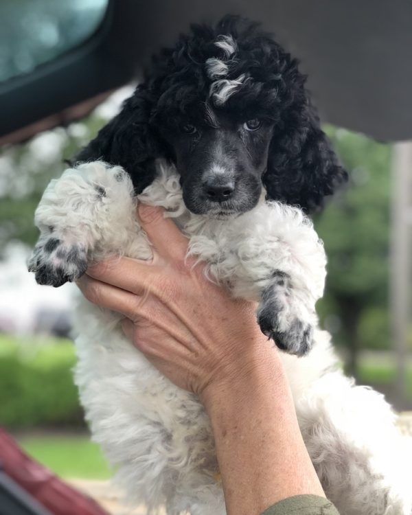 Trained Male Standard Poodle Puppy - Man's Best Friend