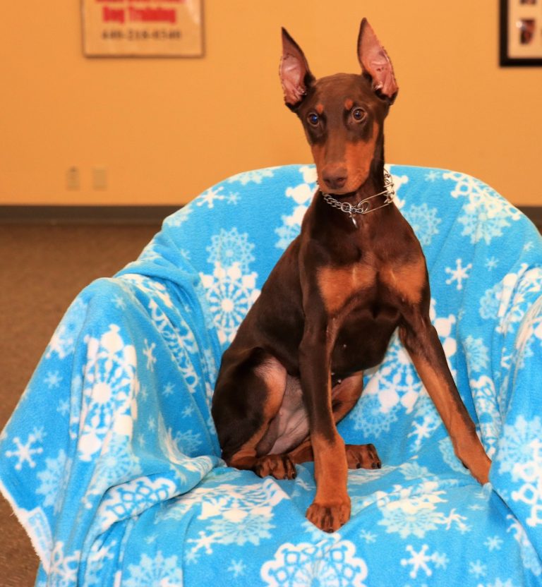 Ivy: Female Doberman Puppy – Man's Best Friend