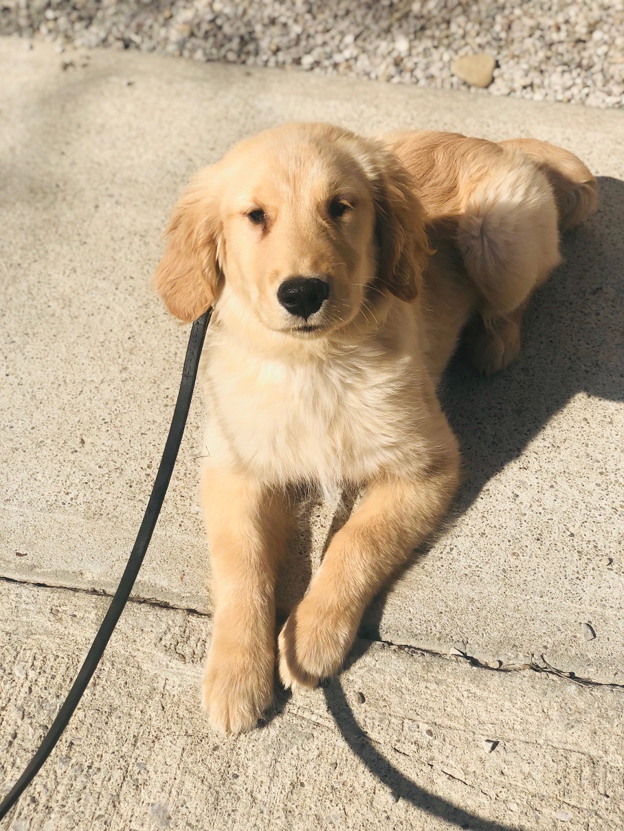 Female Golden Retriever Puppy Man s Best Friend