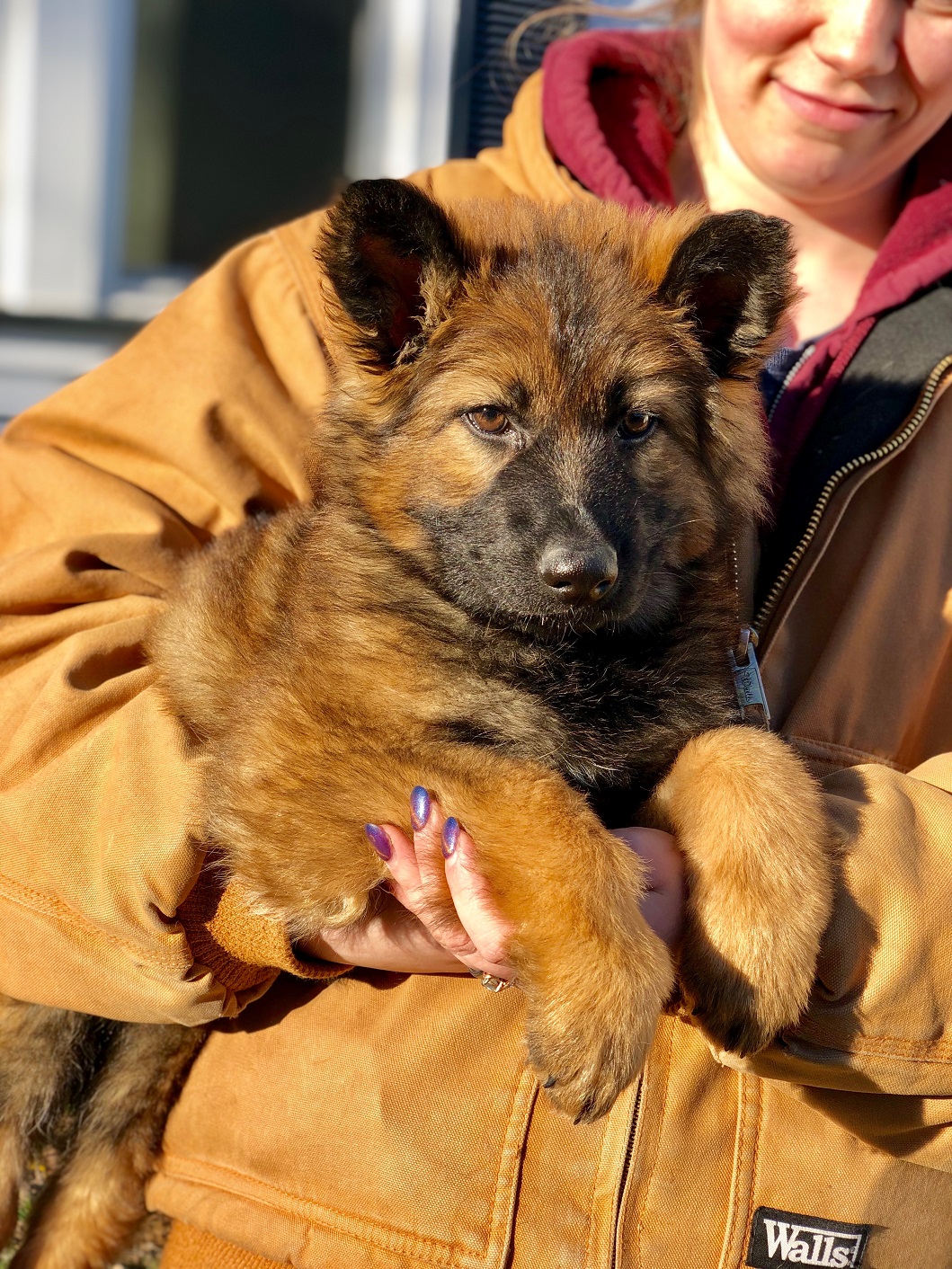 Midnight: Working line GSD puppy – Man's Best Friend