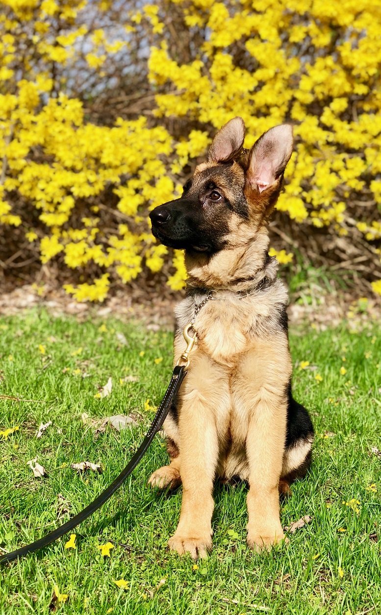 Deluca: Trained, Working Line, German Shepherd Puppy – Man's Best Friend