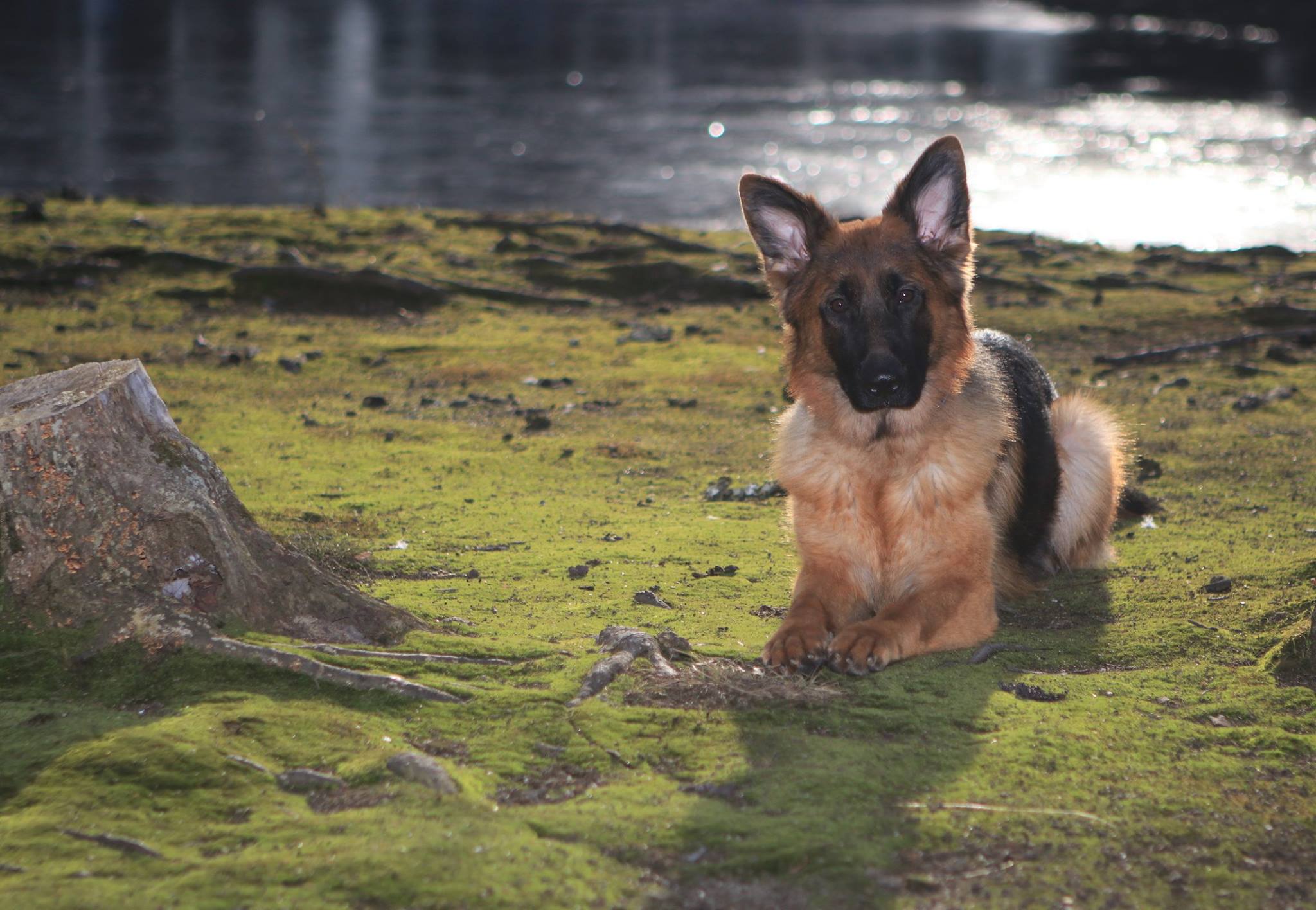 Amazing female German Shepherd for sale – Man's Best Friend