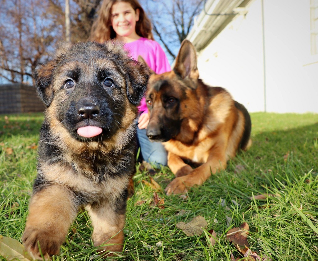 Amazing female German Shepherd for sale – Man's Best Friend