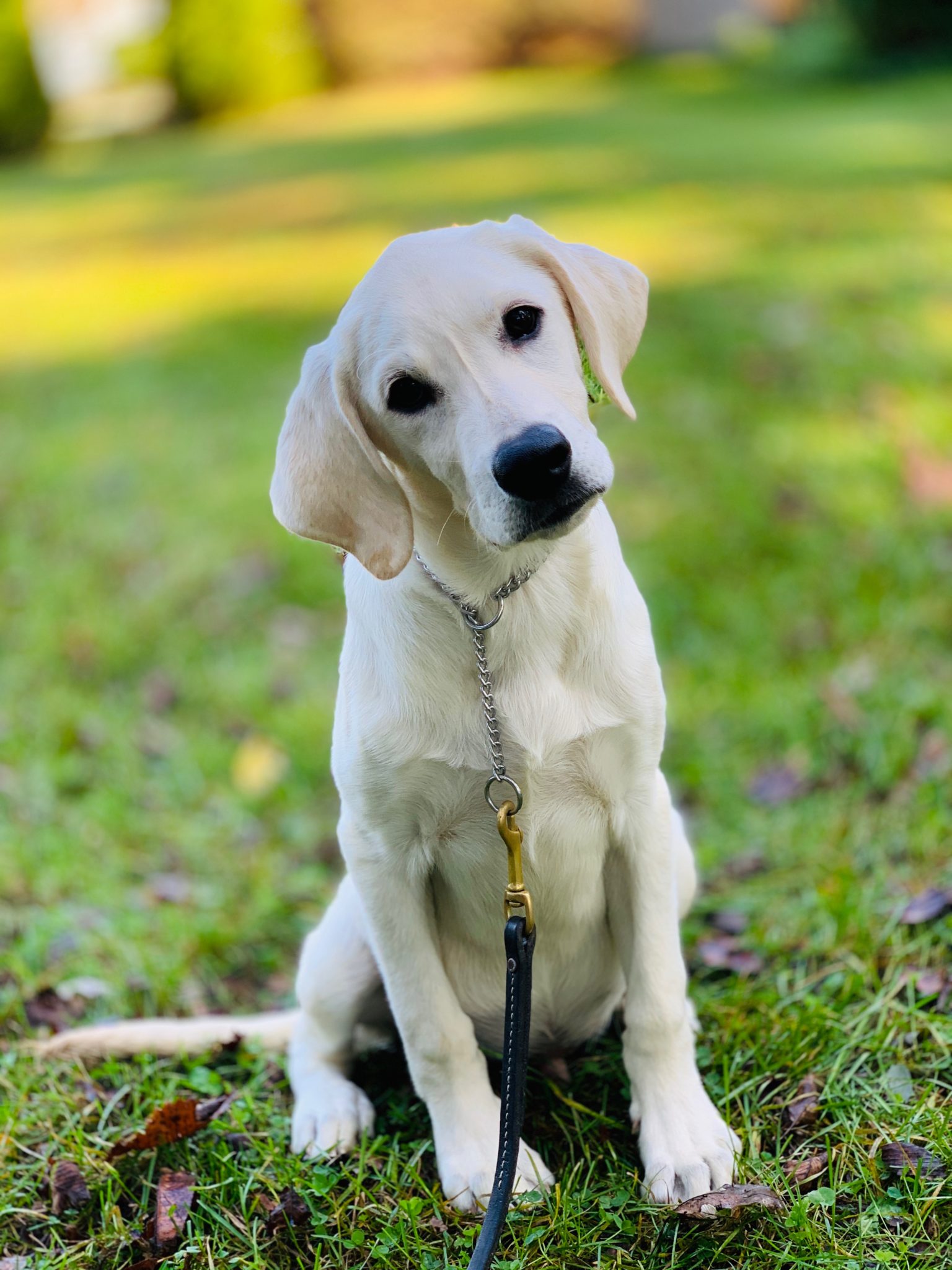 Trained Yellow Lab Puppies ready July 2021 – Man's Best Friend
