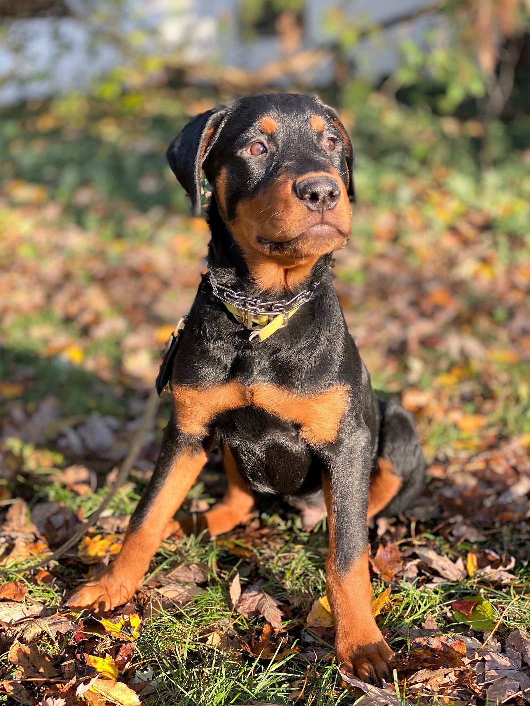 GREEN COLLAR MALE–ROTTWEILER, BRED, SOCIALIZED, TRAINED AND FOR SALE ...