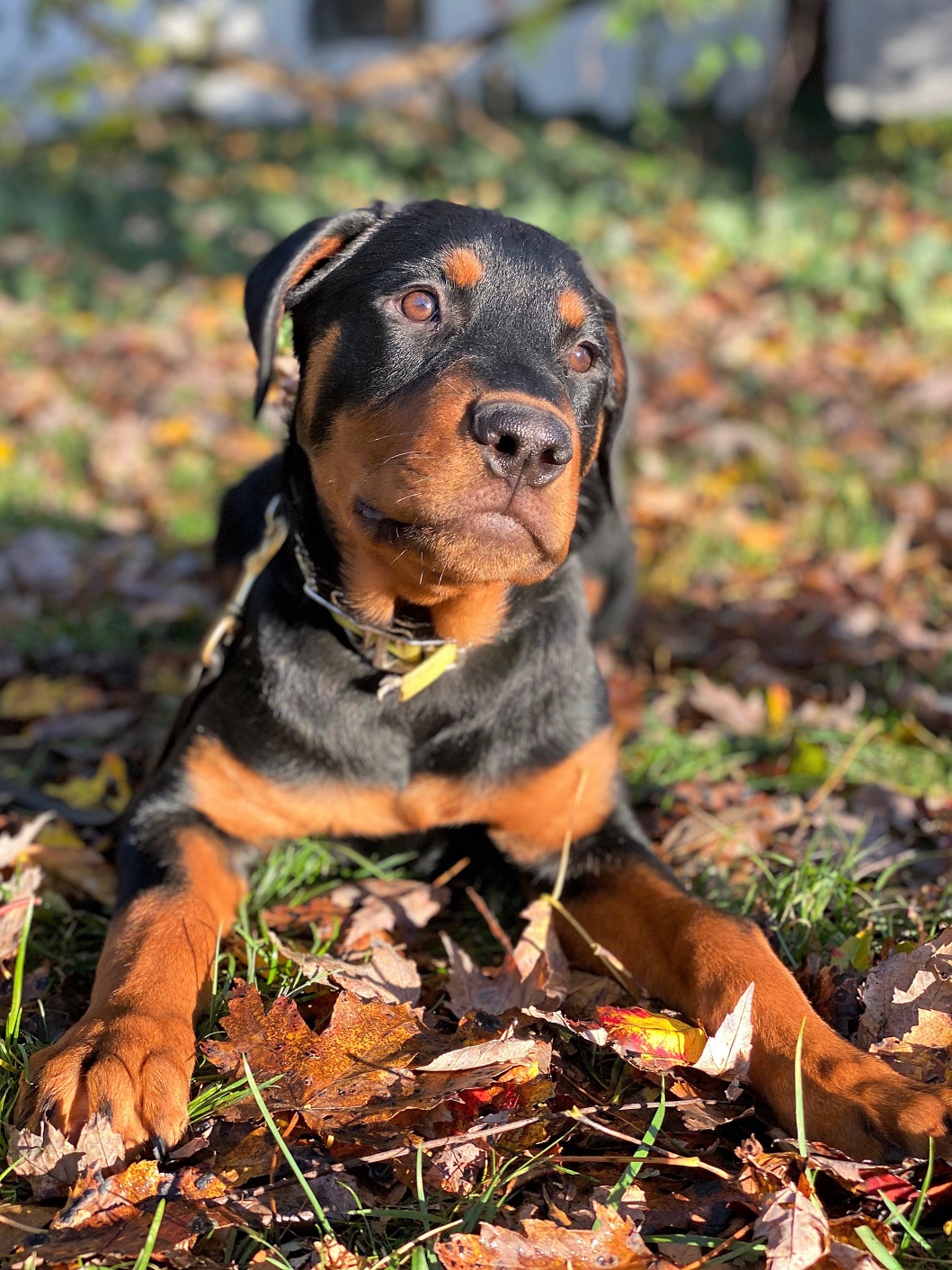 GREEN COLLAR MALE–ROTTWEILER, BRED, SOCIALIZED, TRAINED AND FOR SALE ...