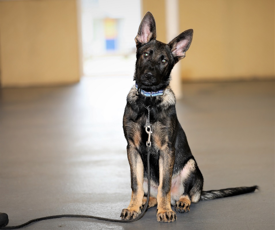 Riot: Male, Dark Sable, Trained, German Shepherd For Sale – Man's Best ...