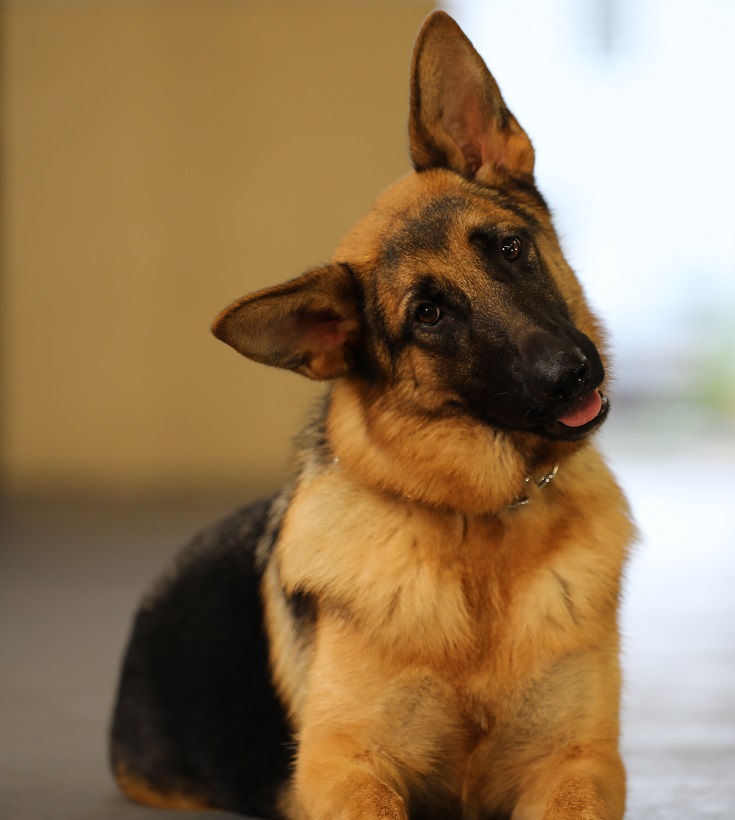 Ruby: Trained Female German Shepherd – Man's Best Friend