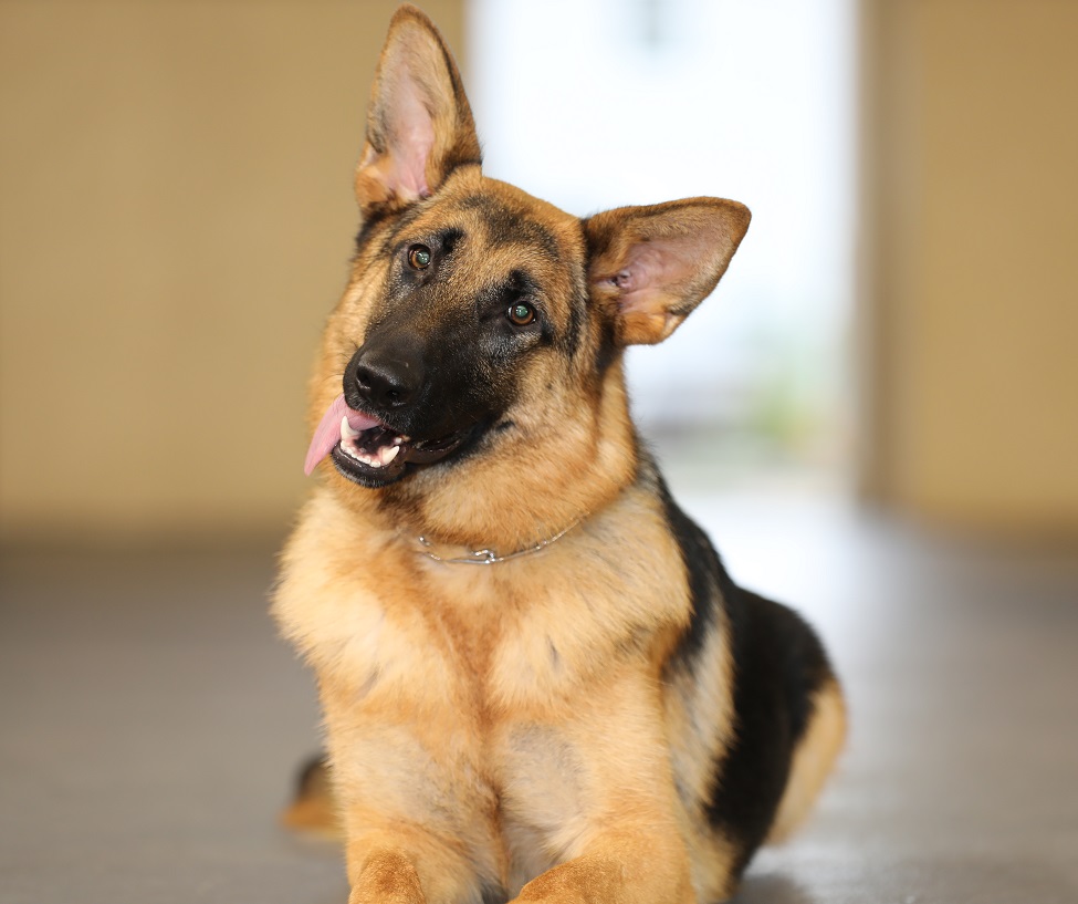 Ruby: Trained Female German Shepherd – Man's Best Friend