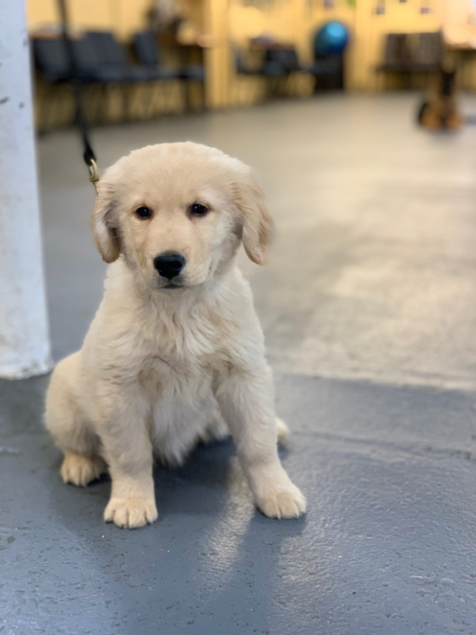 Trained Male Golden Retriever Puppy – Man's Best Friend