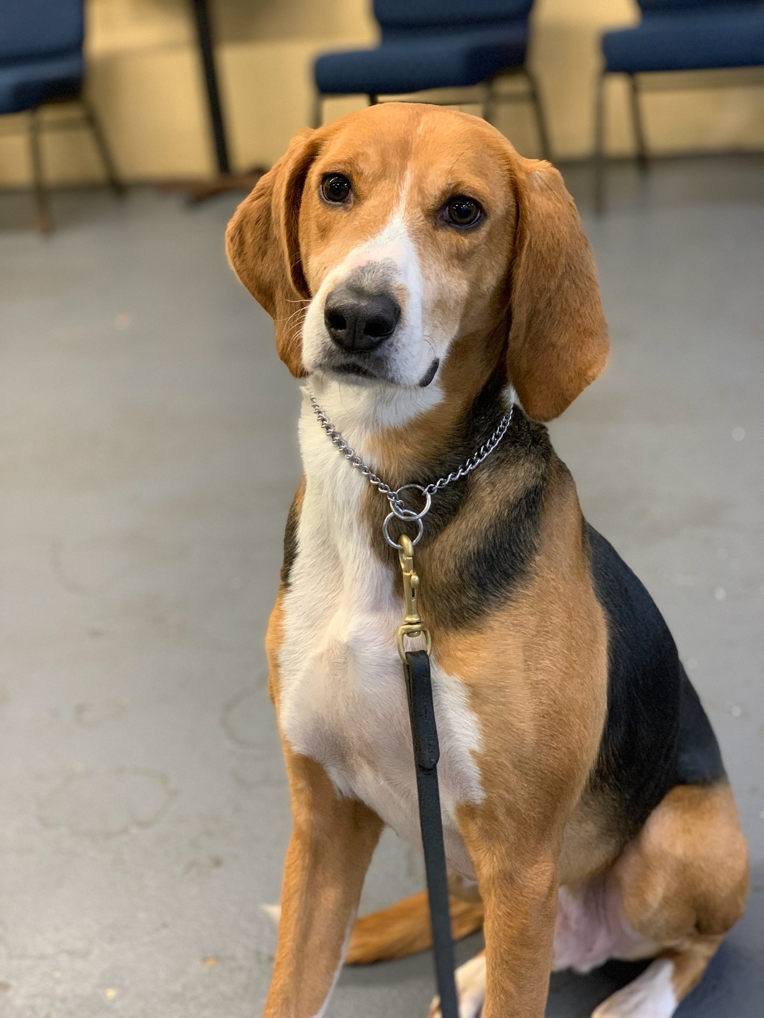 Bandit: Trained Hound Mix – Man's Best Friend