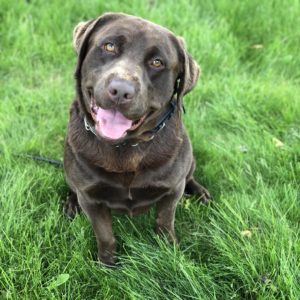 Trained, Adult, Chocolate Lab – Man's Best Friend