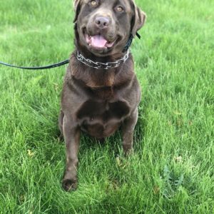 Trained, Adult, Chocolate Lab – Man's Best Friend