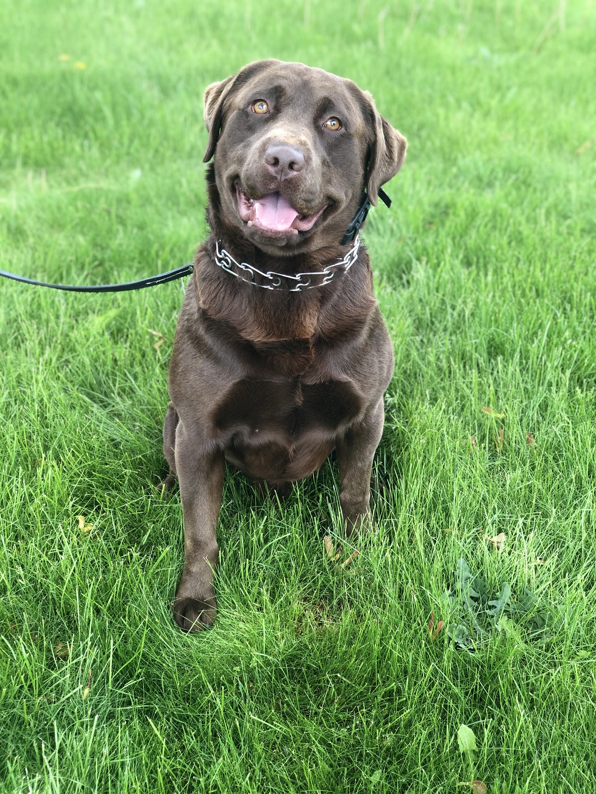 Trained, Adult, Chocolate Lab – Man's Best Friend