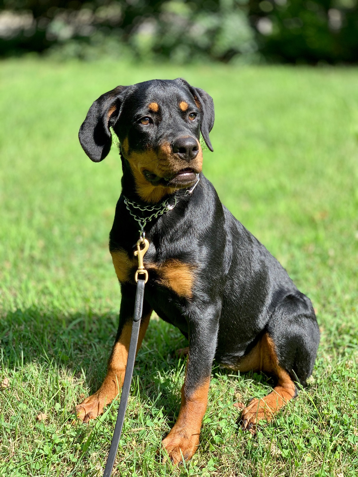 Savage: Trained Female Rottweiler – Man's Best Friend