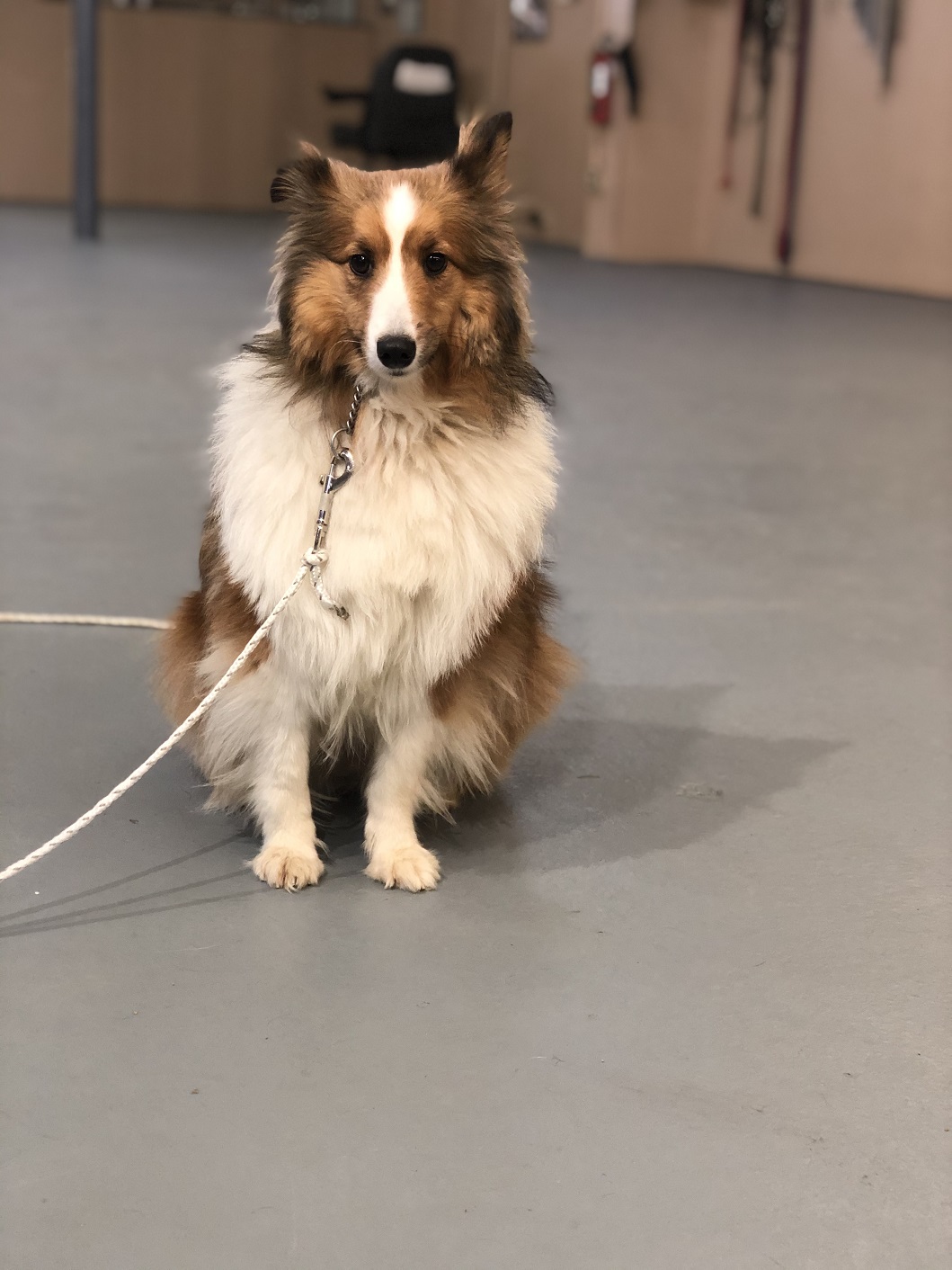 Maggie: Trained, Adult, Female, Sheltie – Man's Best Friend