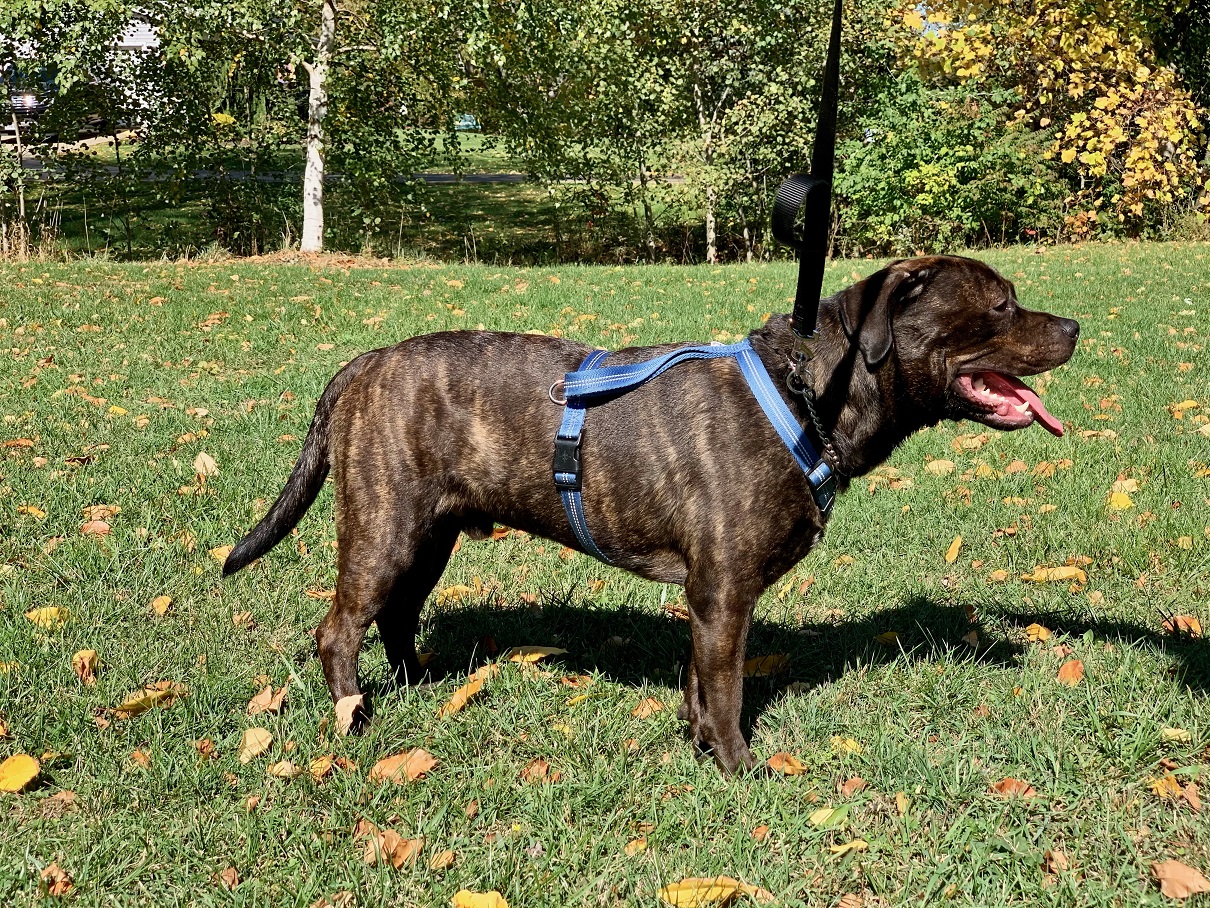 Trained Rottweiler/Pitbull Mix – Man's Best Friend Trained Rottweiler/Pitbull Mix – Man's Best Friend