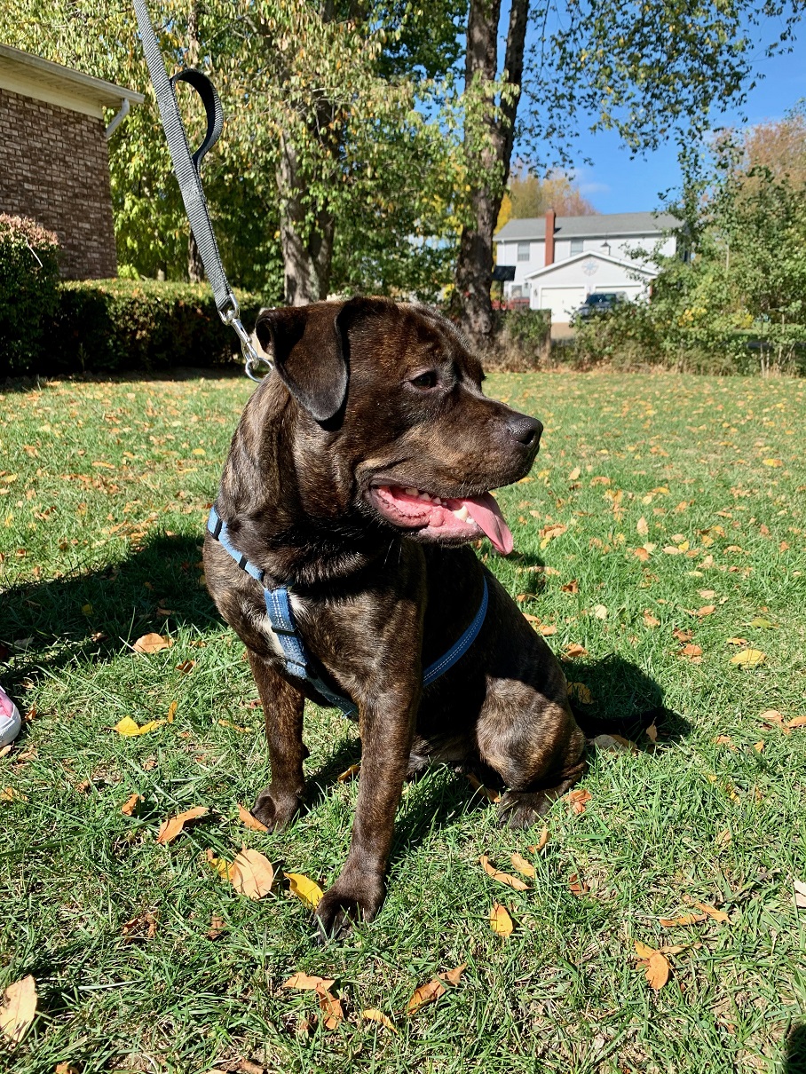 Trained Rottweiler/Pitbull Mix – Man's Best Friend Trained Rottweiler/Pitbull Mix – Man's Best Friend